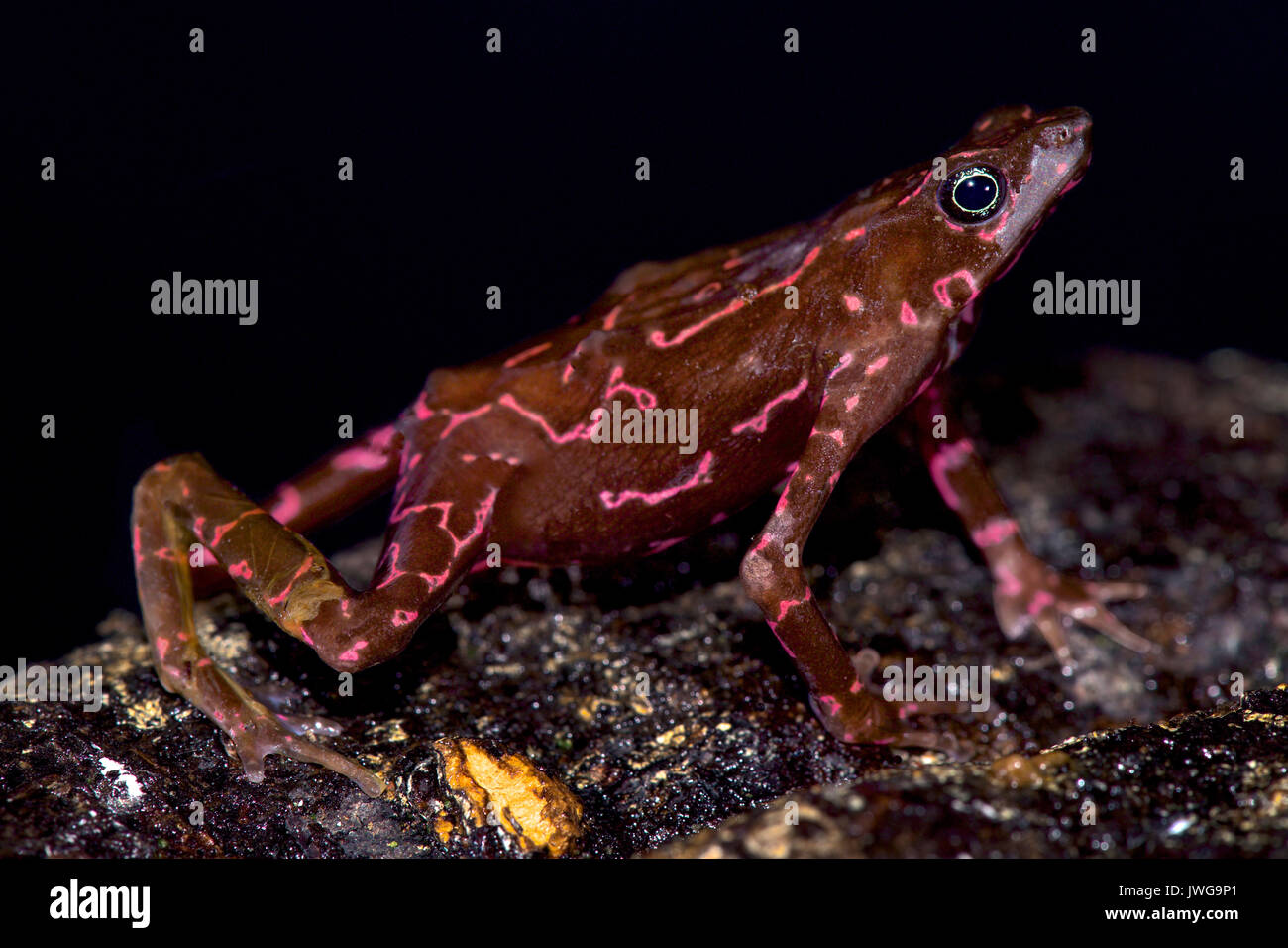 Purple Fluorescent Frog