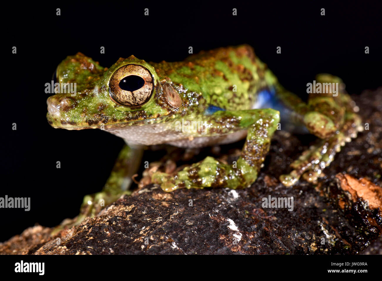 Suriname tree frog hi-res stock photography and images - Alamy