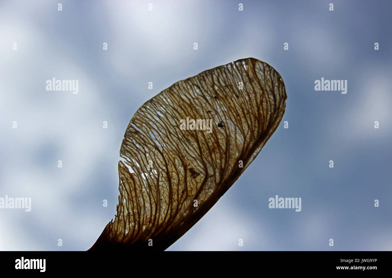 Seed veins hi-res stock photography and images - Alamy