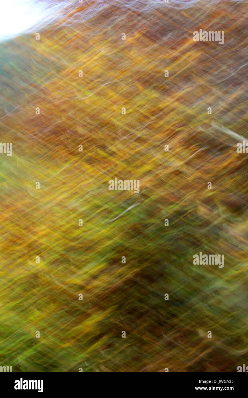 Intentional motion blur of autumn tree leaves Stock Photo - Alamy