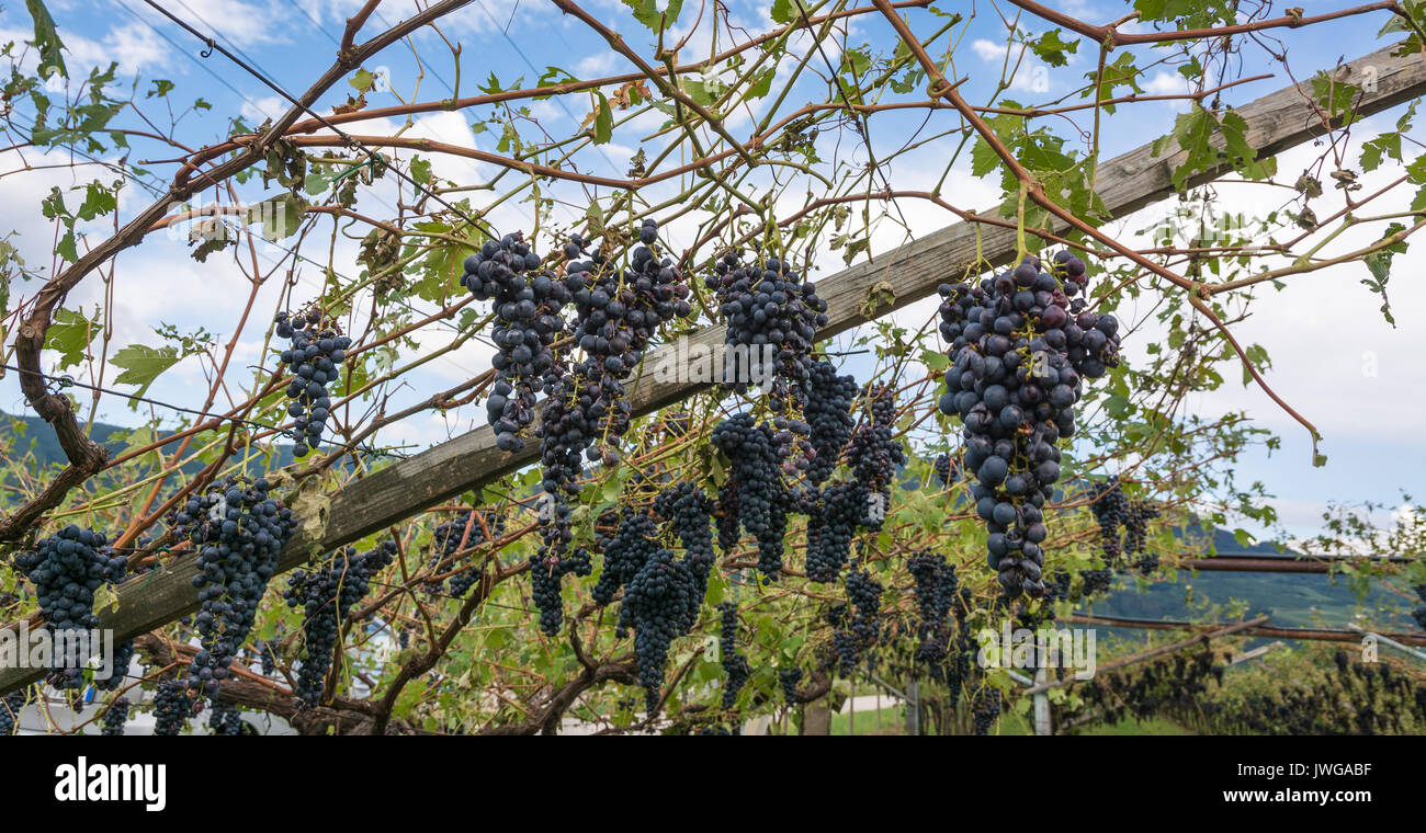 Hail damaged grapes hi-res stock photography and images - Alamy