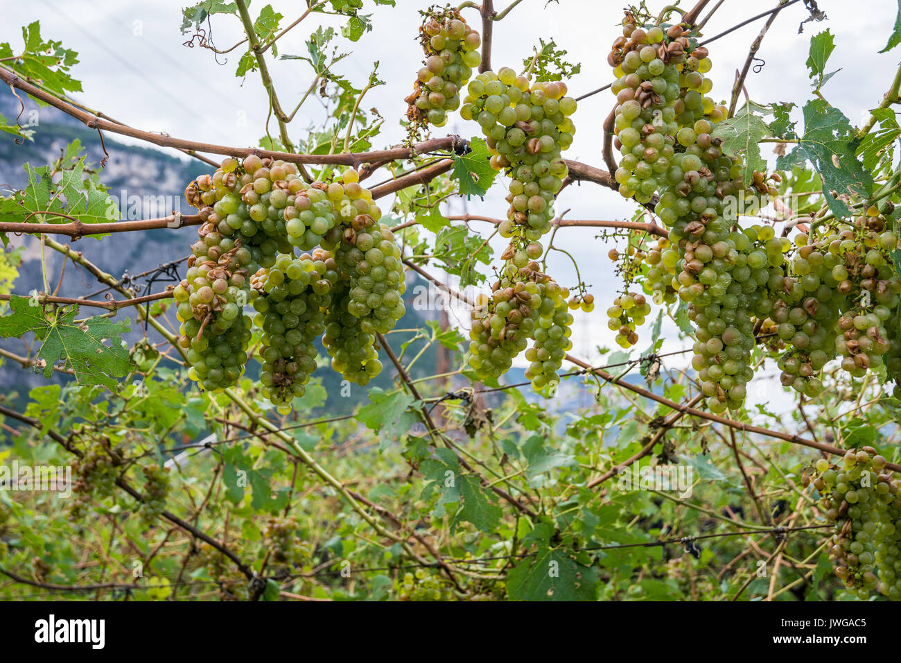 Vineyard and grapes damaged after severe storm with hail destroying the ...