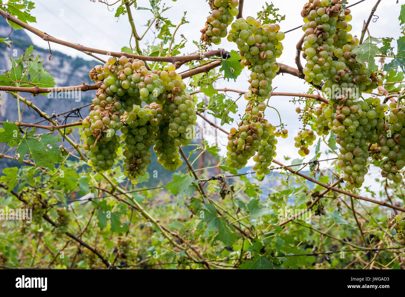 Storm damage grapes hi-res stock photography and images - Alamy
