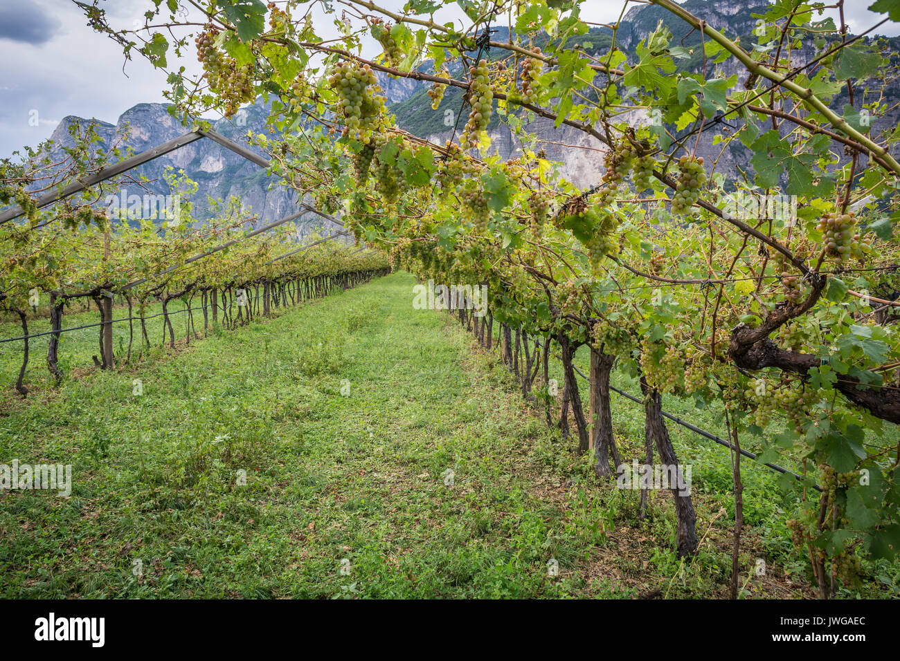 Vineyard and grapes damaged after severe storm with hail destroying the ...