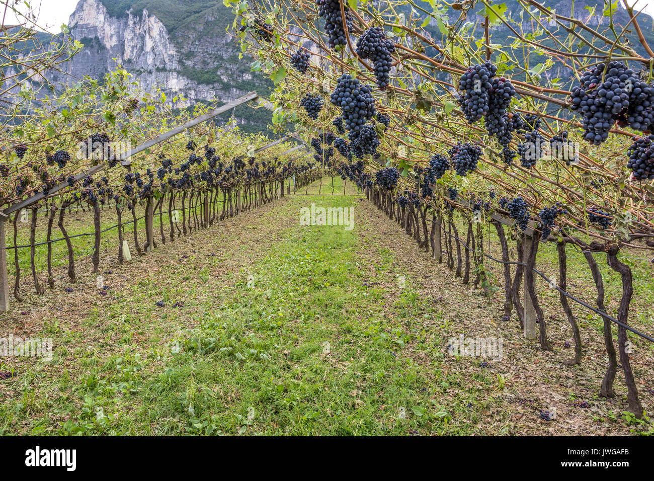 Vineyard and grapes damaged after severe storm with hail destroying the ...