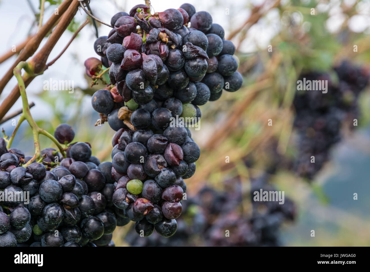 Vineyard and grapes damaged after severe storm with hail destroying the ...