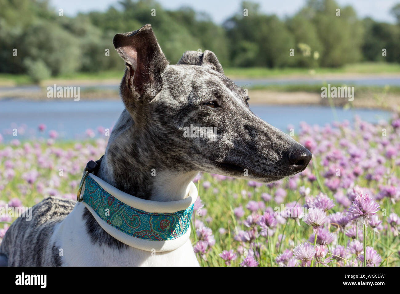 Gray-white whippet on the river bank Stock Photo - Alamy