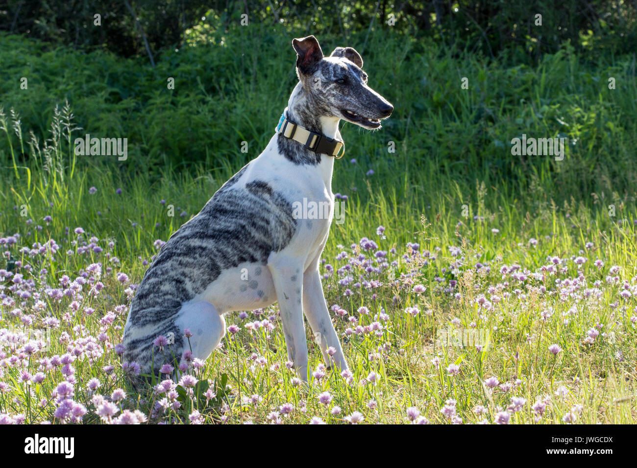 Gray-white whippet is sitting on the meadow Stock Photo - Alamy