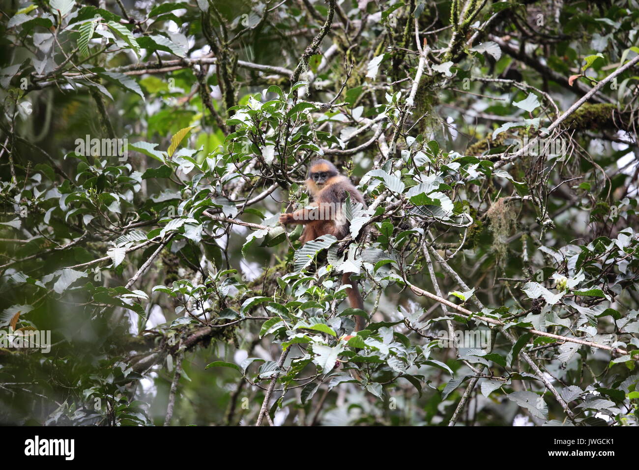 Sumatran surili (Presbytis melalophos) in Mt.Kerinci, Sumatra ...