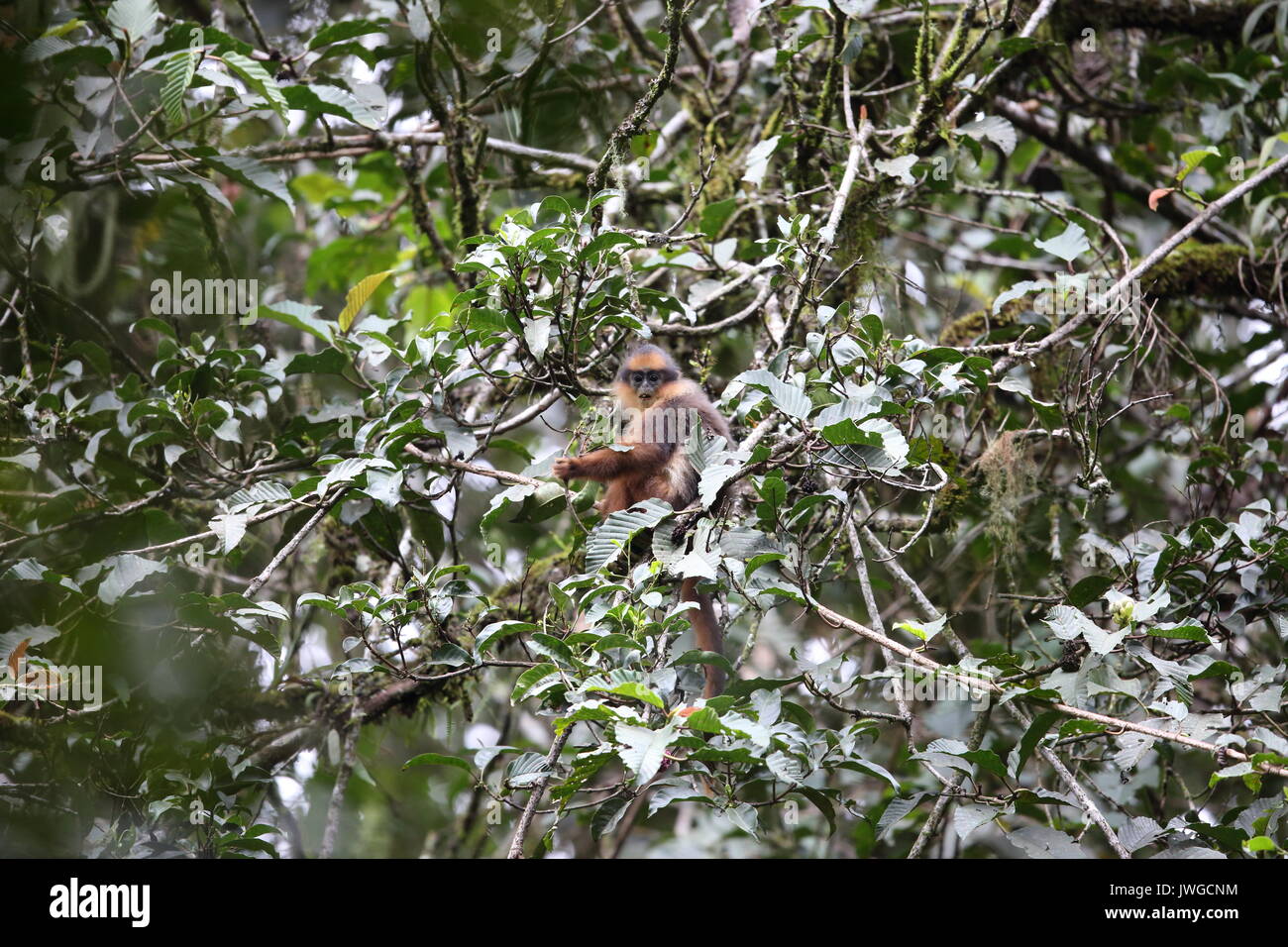 Sumatran surili presbytis melalophos hi-res stock photography and ...