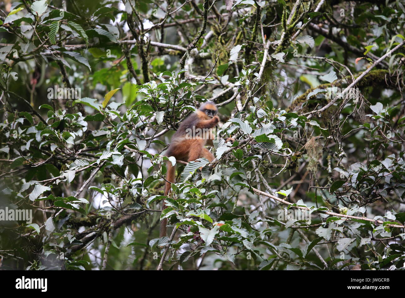 Surili presbytis melalophos hi-res stock photography and images - Alamy