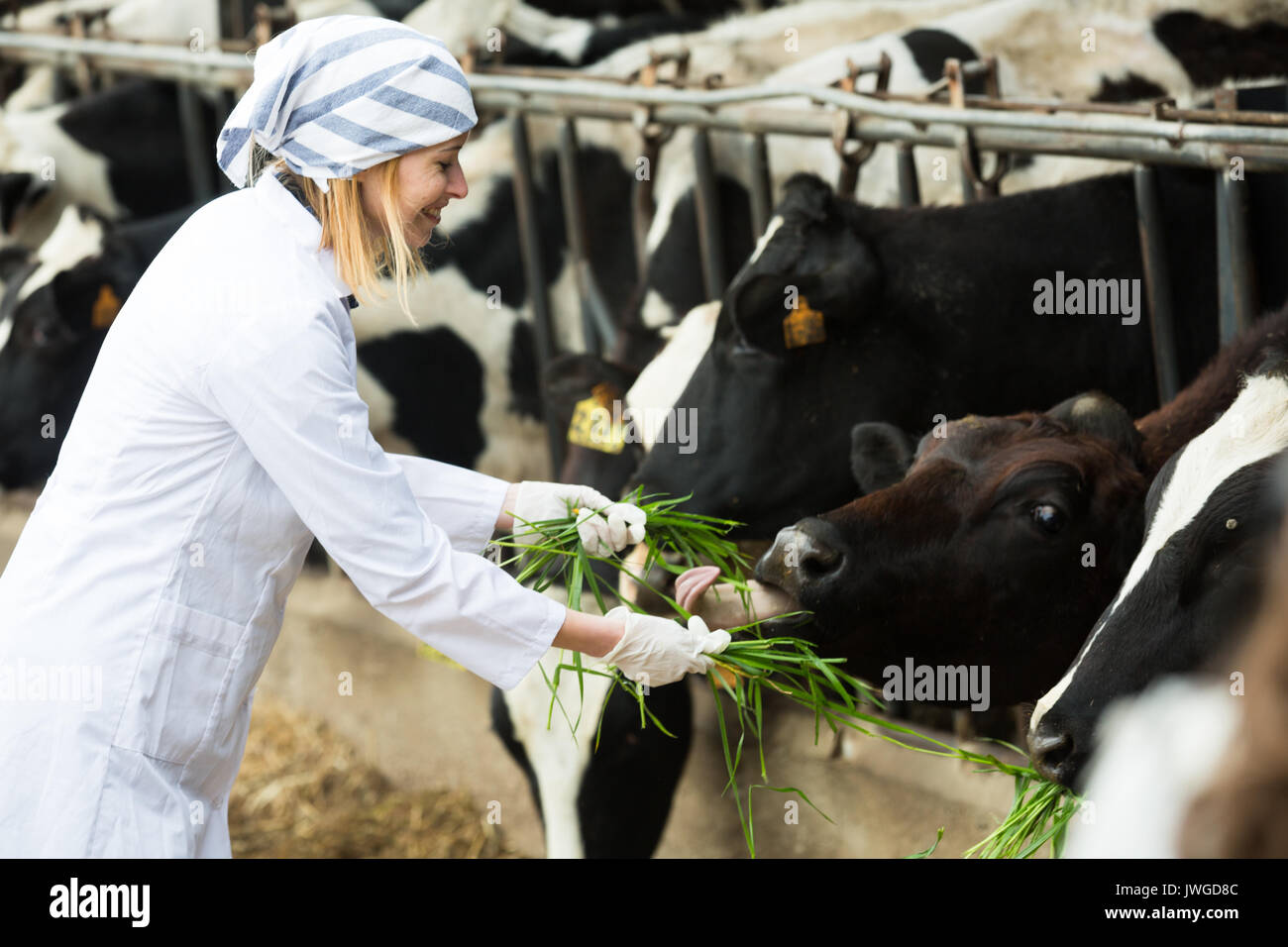 Female vet feeding cows herd in livestock farm and smiling Stock Photo ...