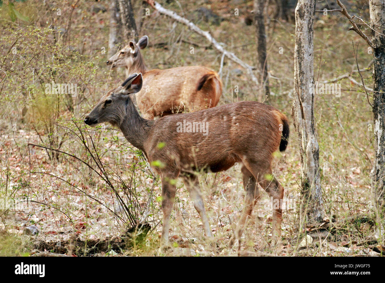 Indian deer hi-res stock photography and images - Alamy