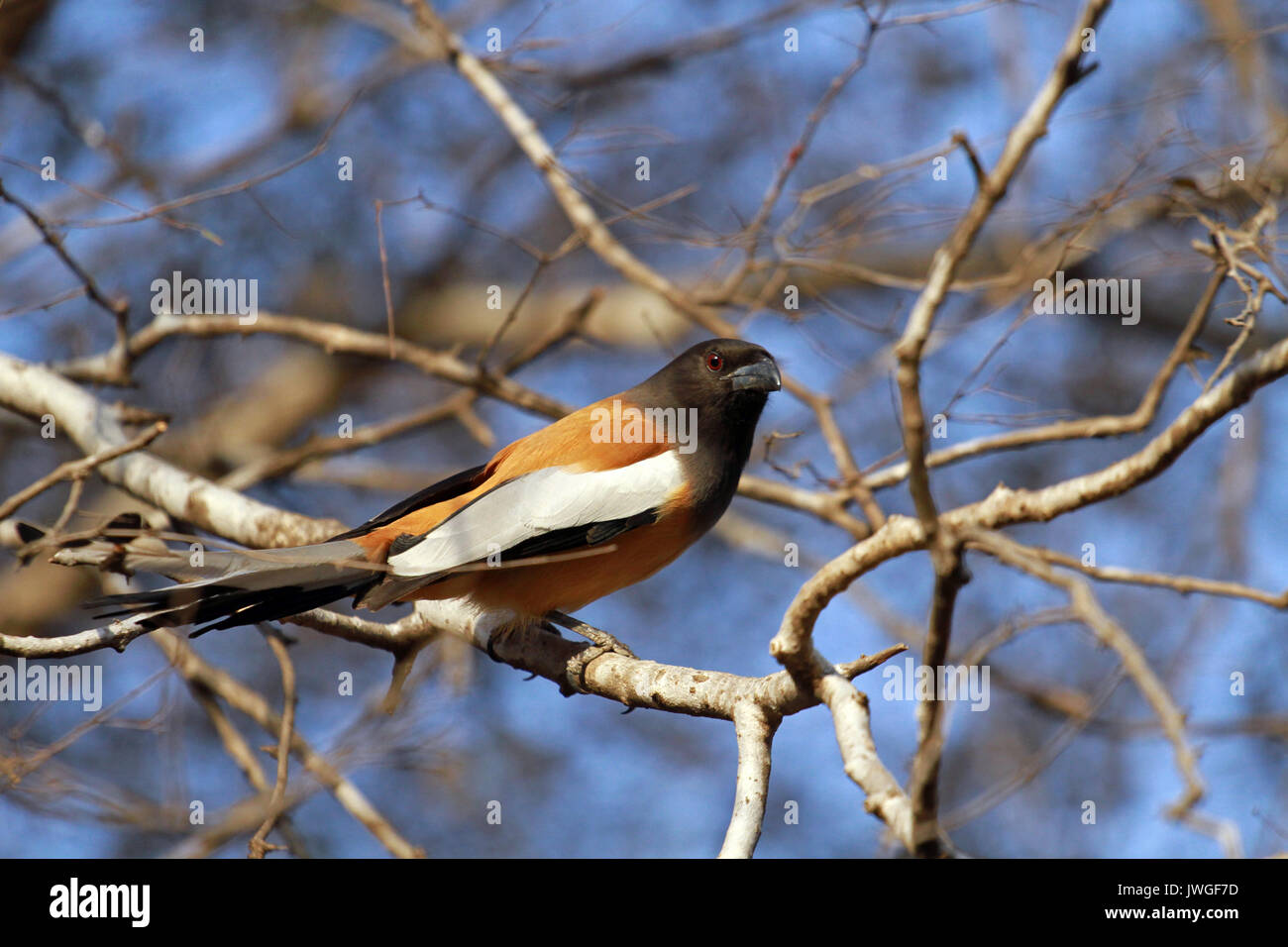 Ranthambore national park bird hi-res stock photography and images - Alamy