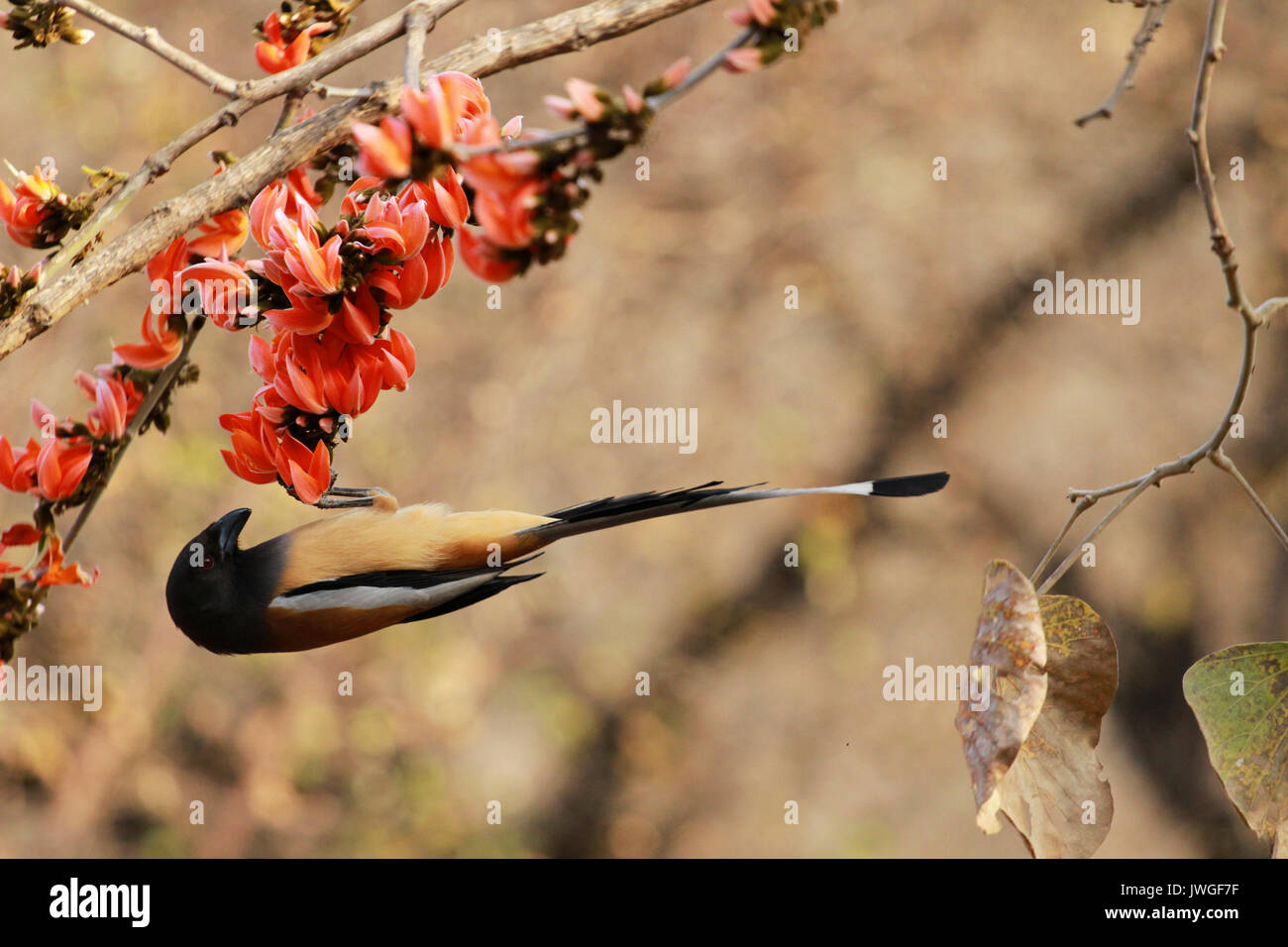 Ranthambore national park bird hi-res stock photography and images - Alamy
