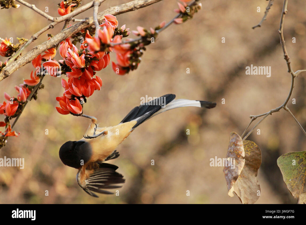 Indian treepie bird hi-res stock photography and images - Alamy