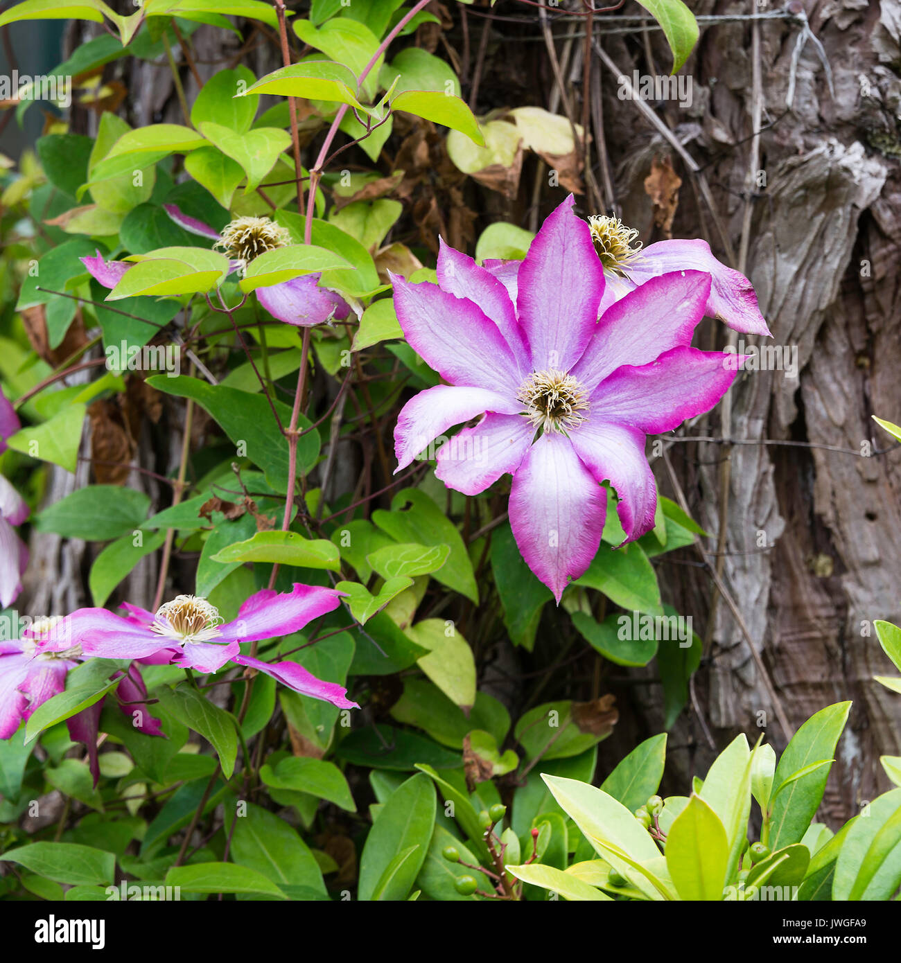 Clematis victoria High Resolution Stock Photography and Images - Alamy