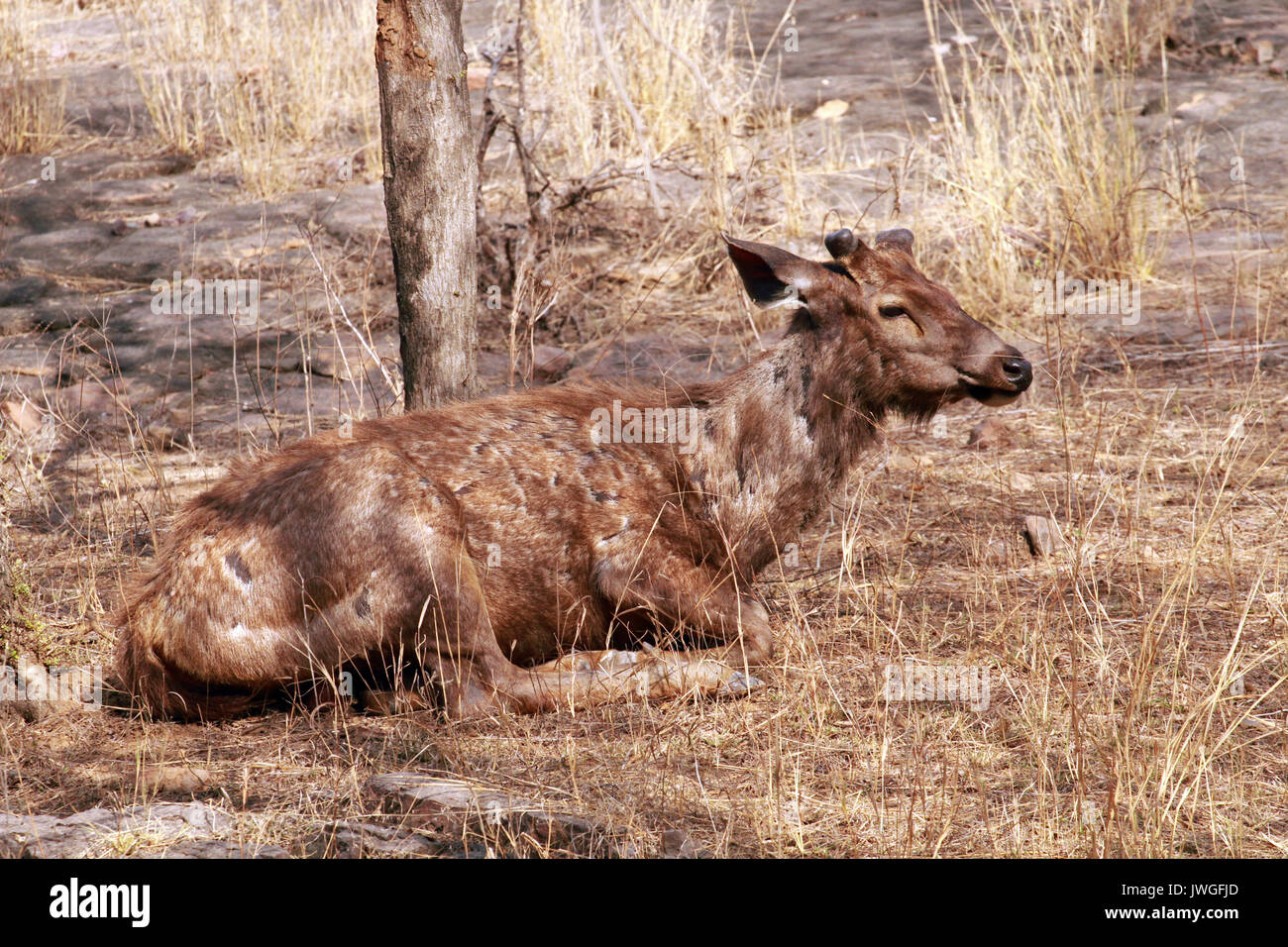 Ranthambore sambar deer hi-res stock photography and images - Alamy