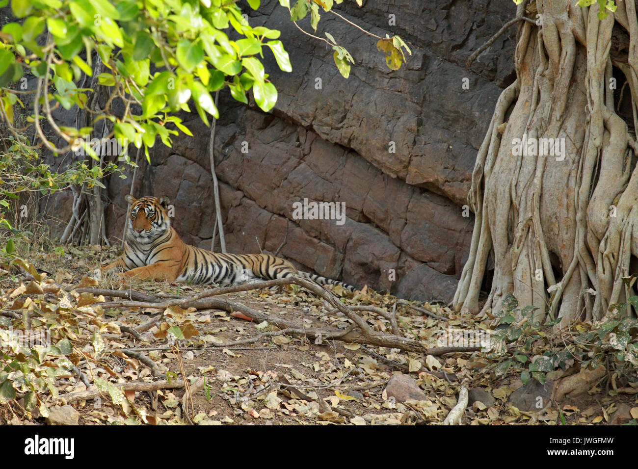 Bengal tiger, Ranthambore National Park, India Stock Photo - Alamy