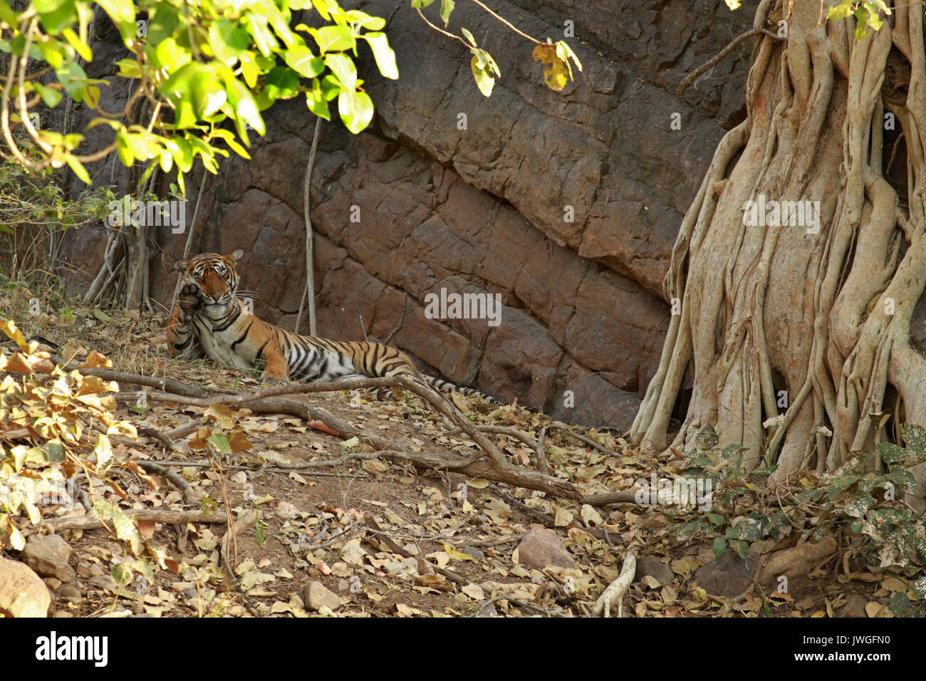 Bengal tiger, Ranthambore National Park, India Stock Photo - Alamy