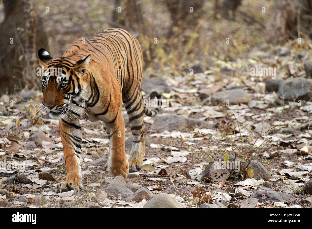 Bengal tiger, Ranthambore National Park, India Stock Photo - Alamy