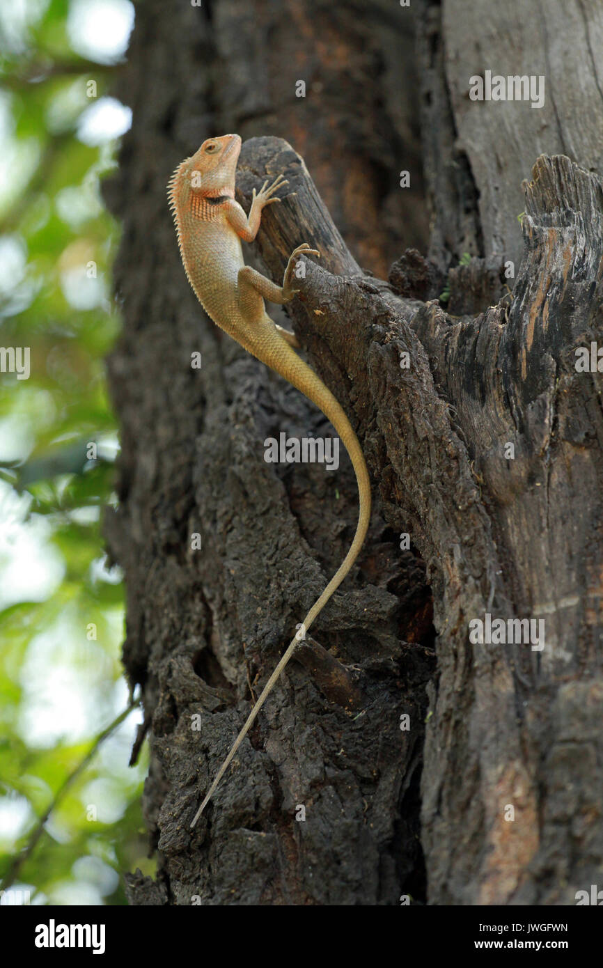 Indian lizard hi-res stock photography and images - Alamy