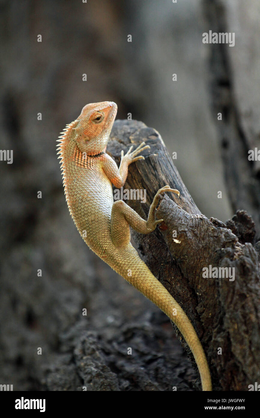 Indian Lizard High Resolution Stock Photography and Images - Alamy