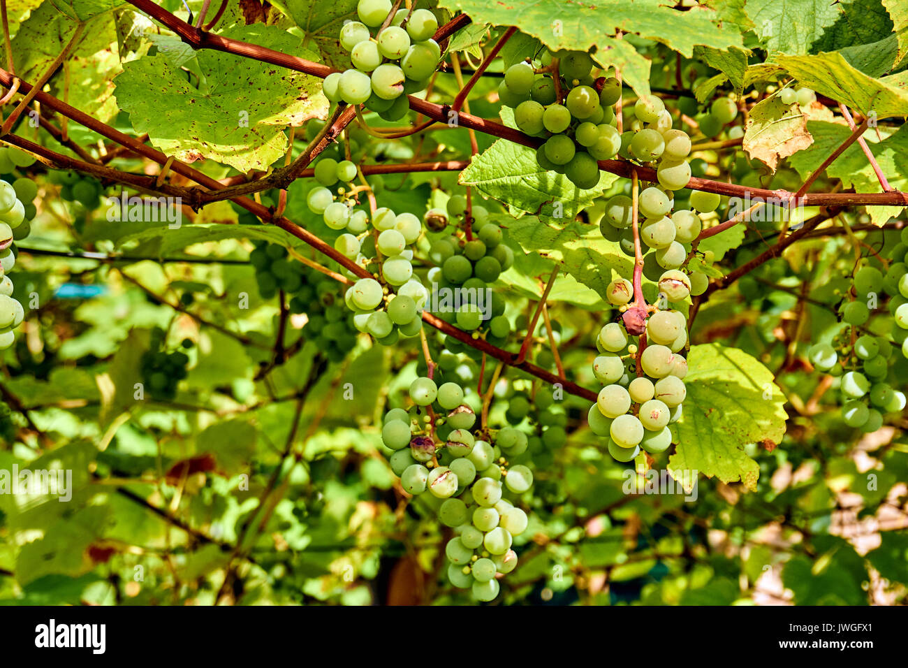 grape harvest. wine grapes background. bunch of grapes Stock Photo - Alamy