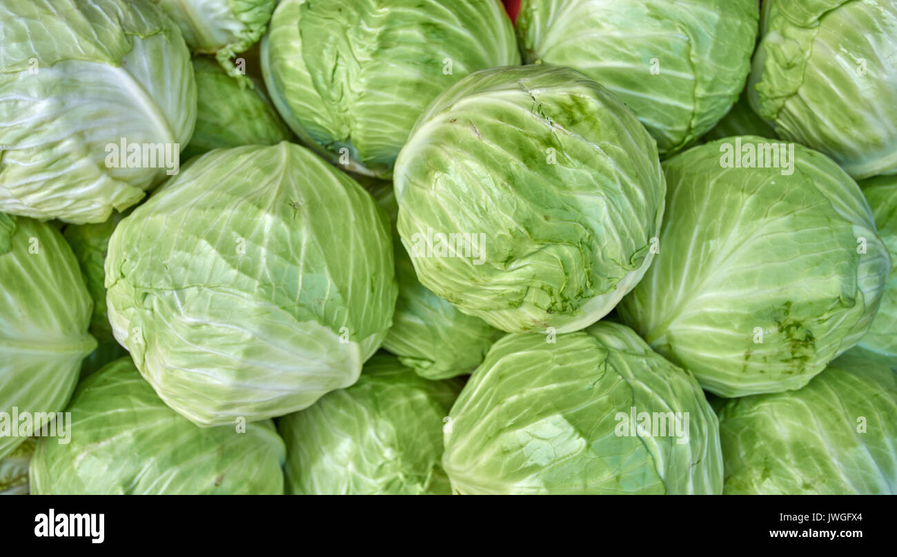 cabbage from field. cabbage background Stock Photo - Alamy