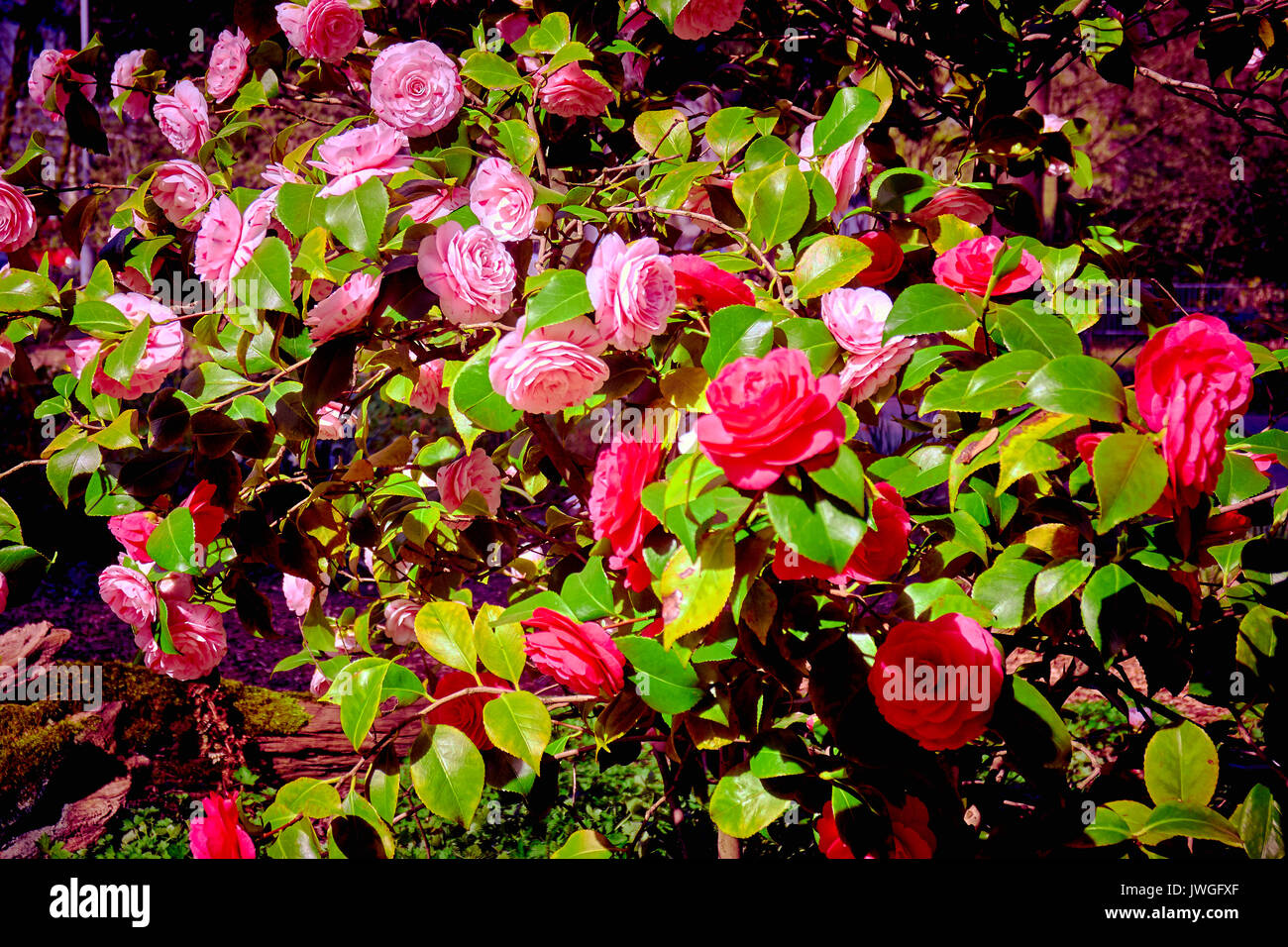 rosebush. Climbing rose tree Stock Photo - Alamy