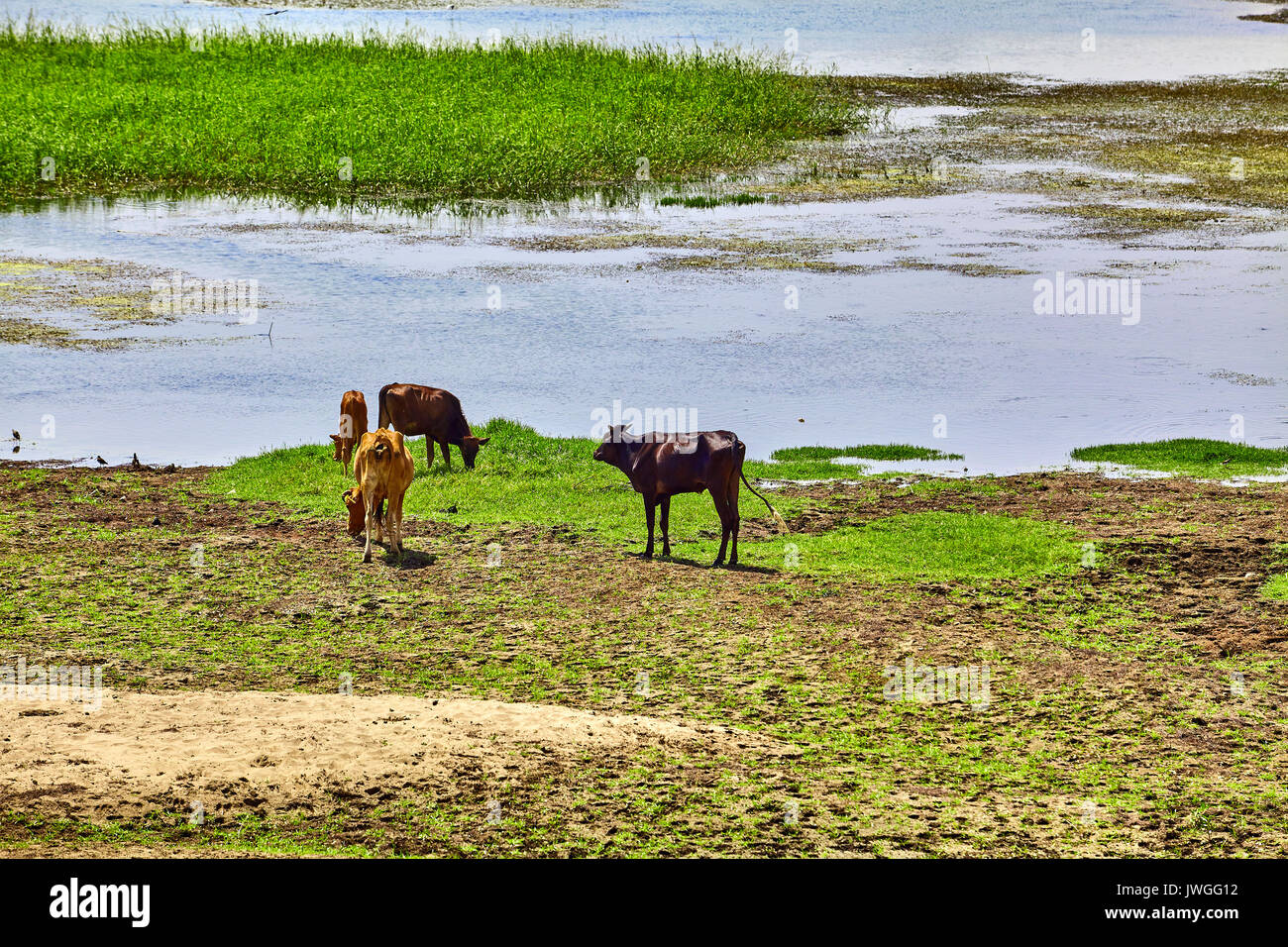 cow on river bank in egypt. River Nile in Egypt. Life on the River Nile ...