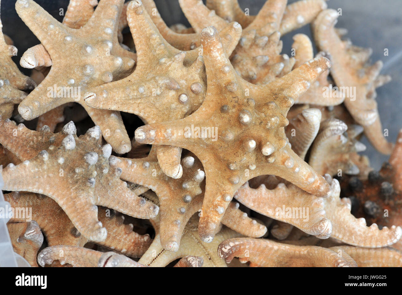 Starfish bucket seashore hi-res stock photography and images - Alamy