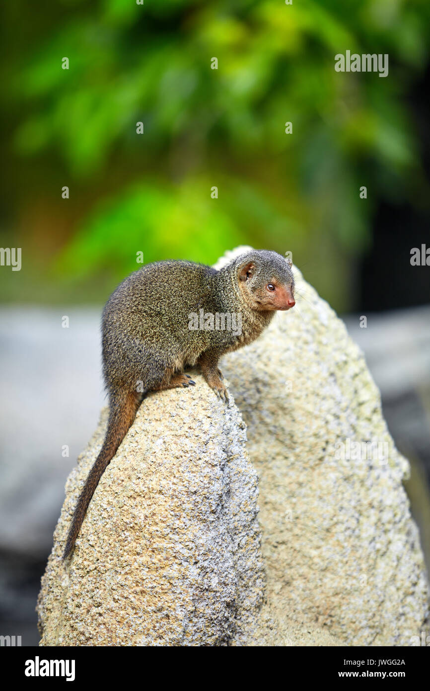 Mongoos hi-res stock photography and images - Alamy