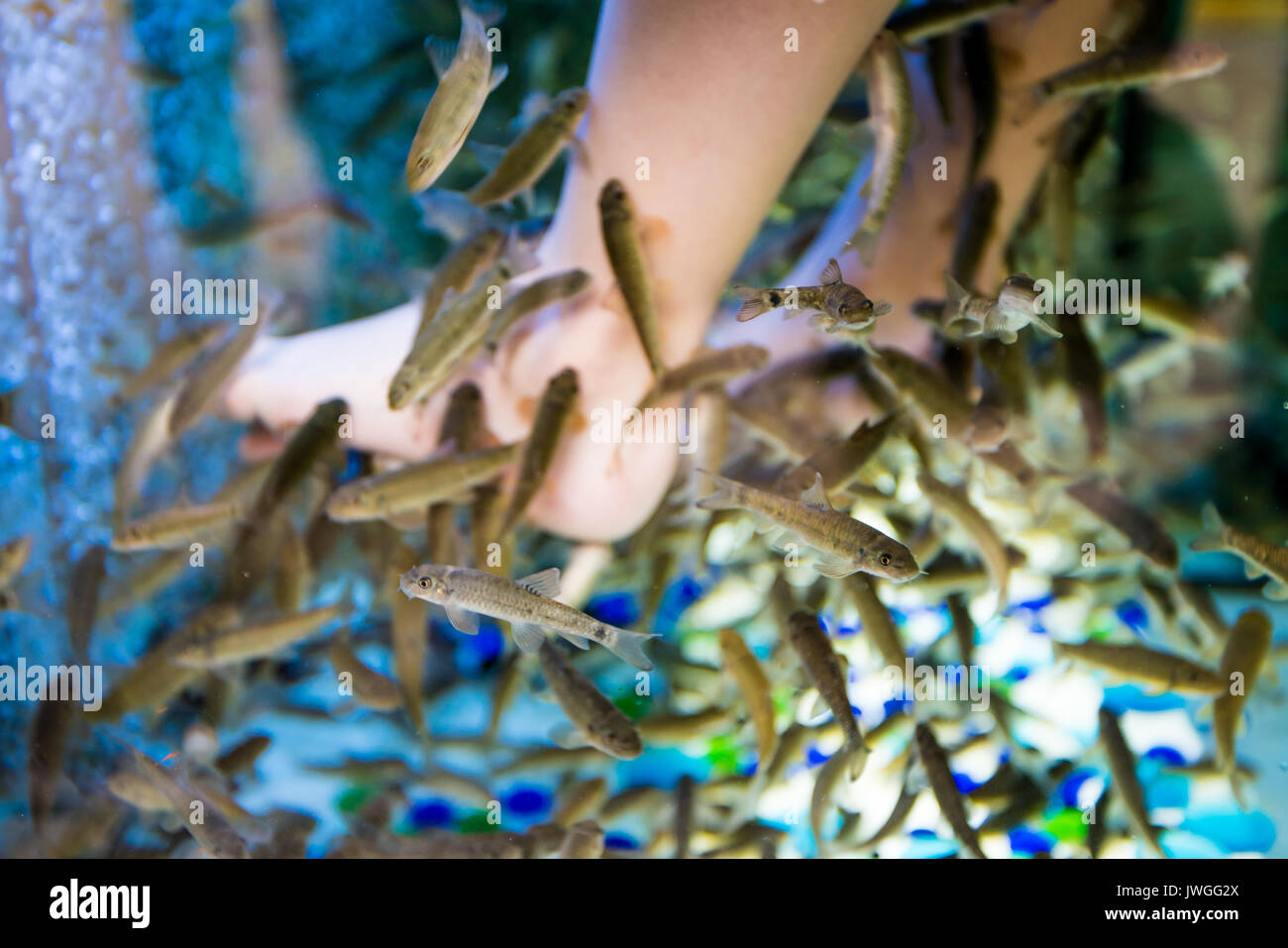 Fish spa feet pedicure. Fish Spa Skin Therapy Stock Photo - Alamy