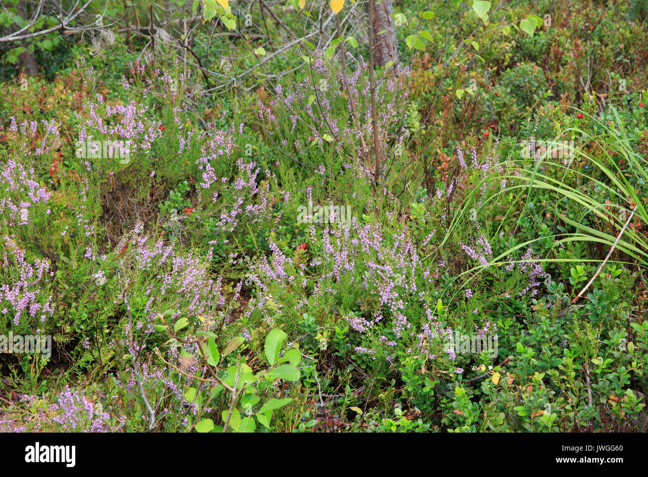 Wild berries on a green vegetative background in forest. Blueberries ...