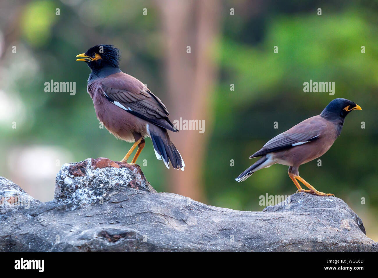 Two birds common myna or Acridotheres tristis Stock Photo - Alamy