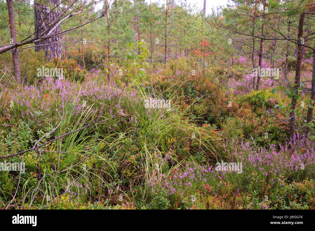 Wild berries on a green vegetative background in forest. Blueberries ...