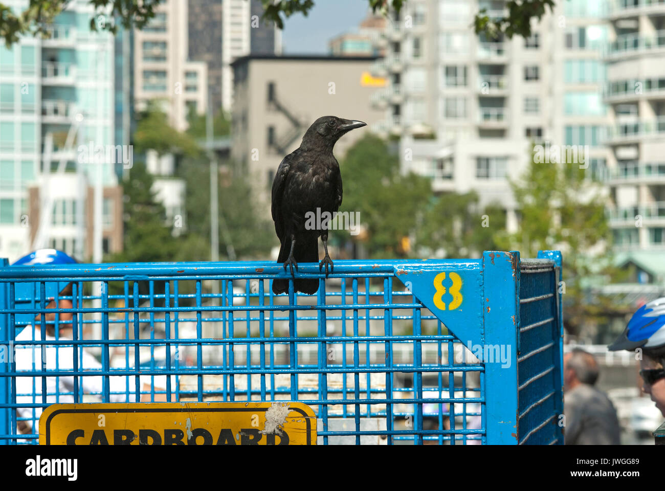 Common raven (Corvus corax) at Vancouver city, British Columbia, Canada ...