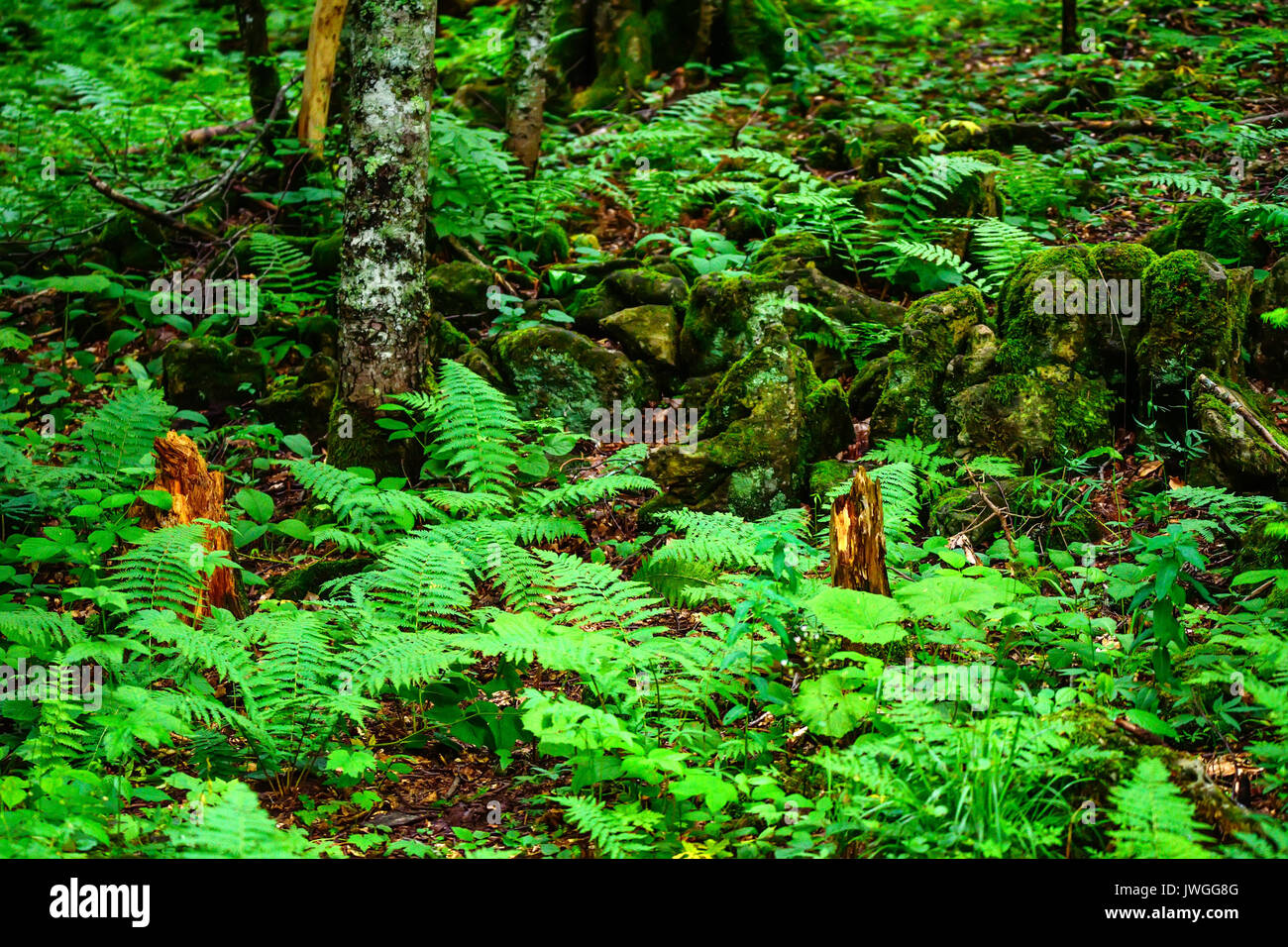 Scenic panorama of green forest thicket in summer Stock Photo - Alamy