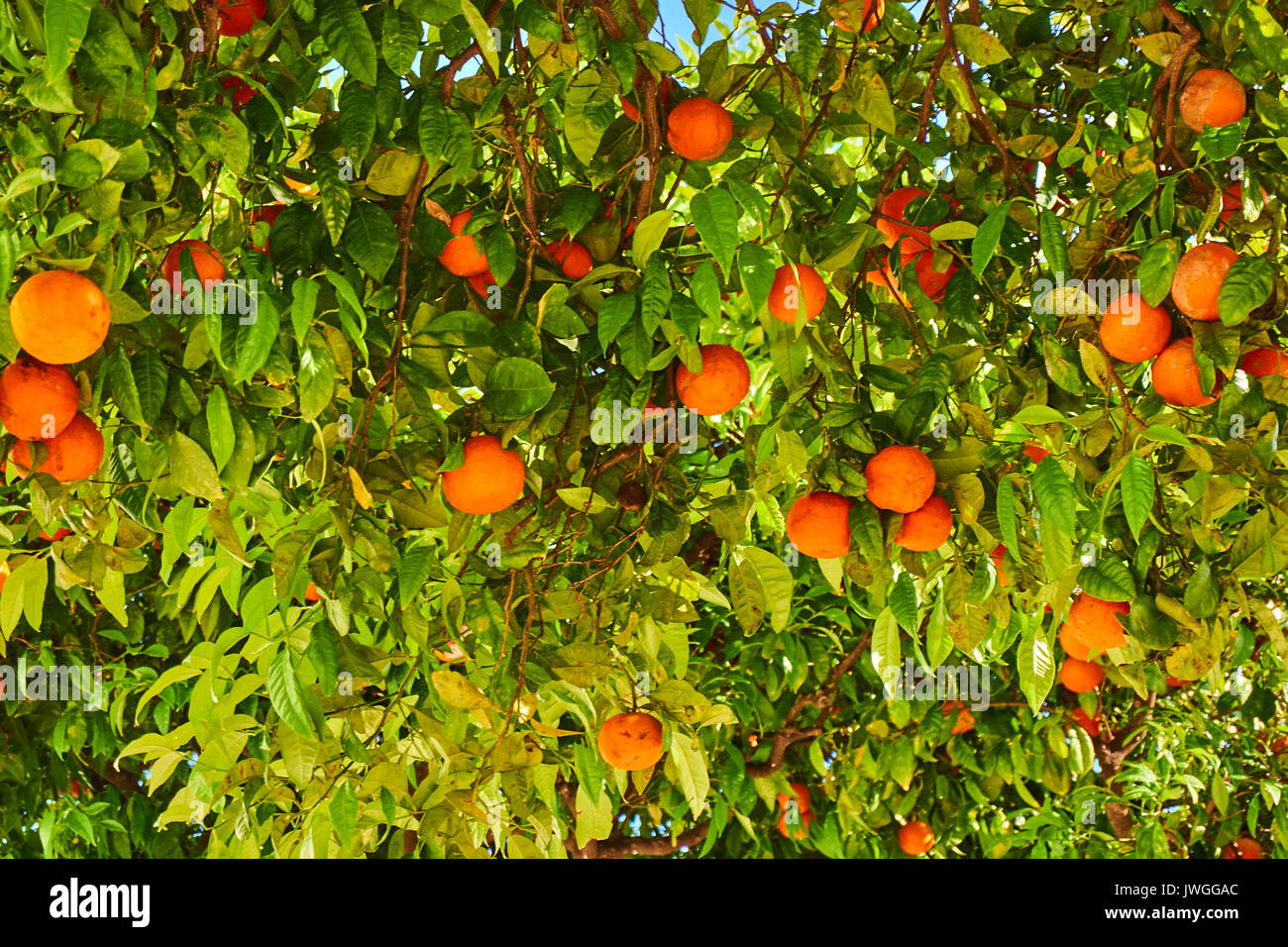clementines ripening on tree against blue sky. Tangerine tree. Oranges ...