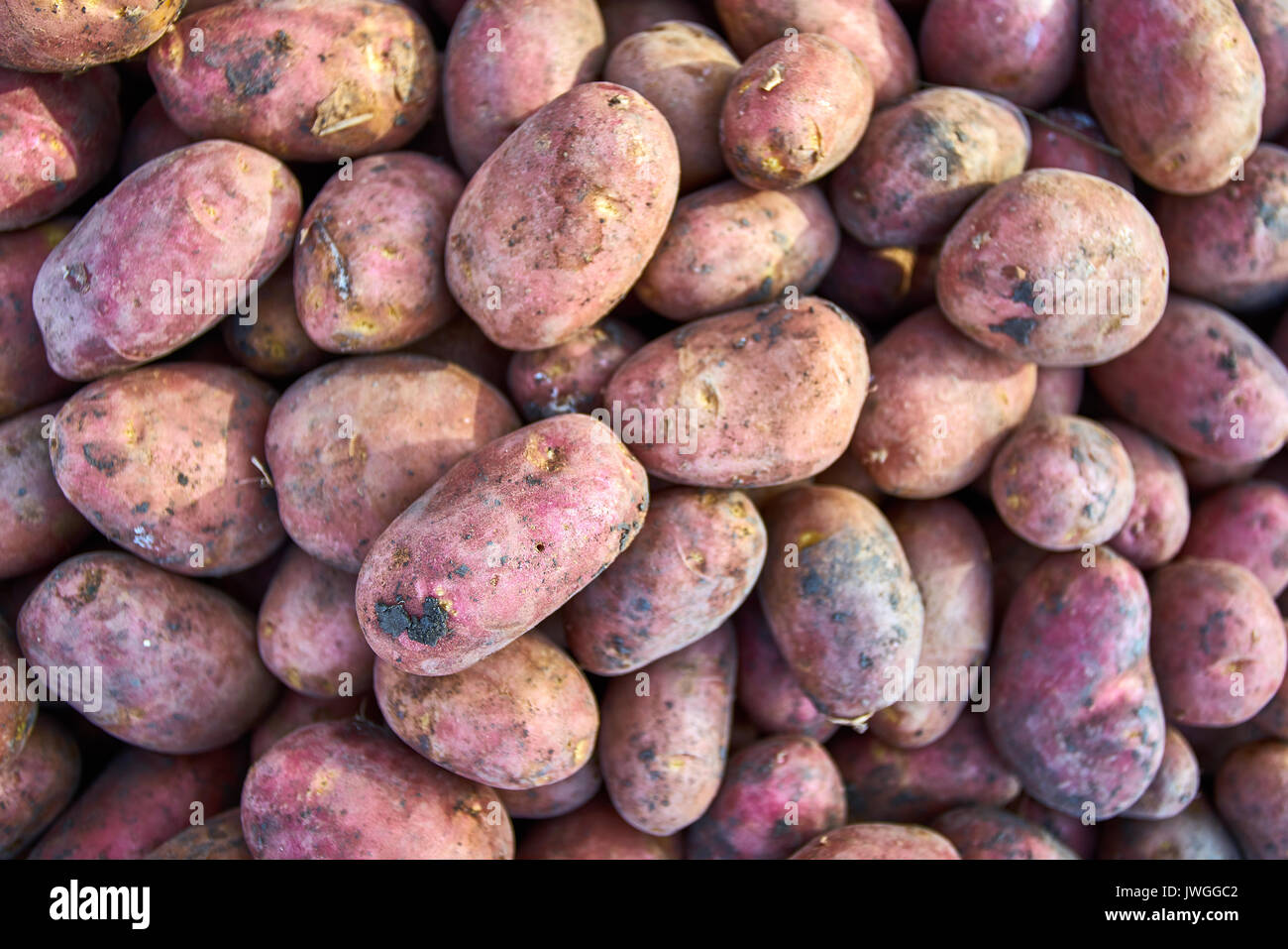 potato. Group of potatoes at the market Stock Photo - Alamy