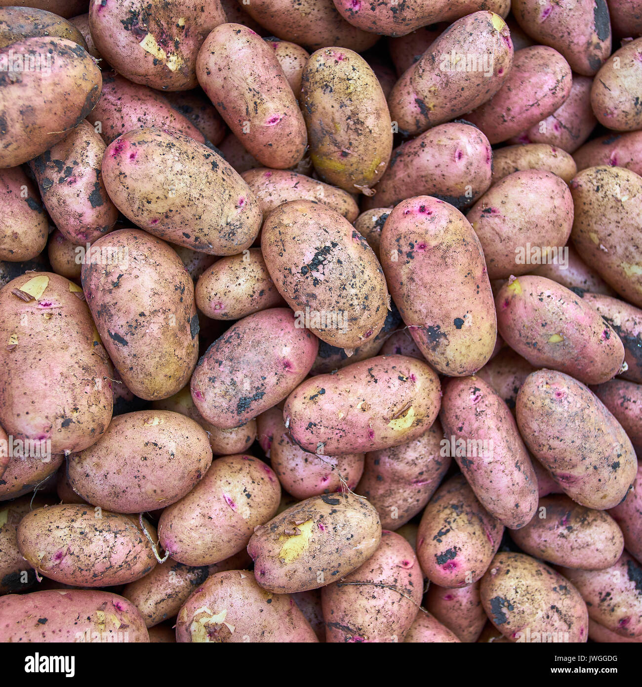 potato. Group of potatoes at the market Stock Photo - Alamy