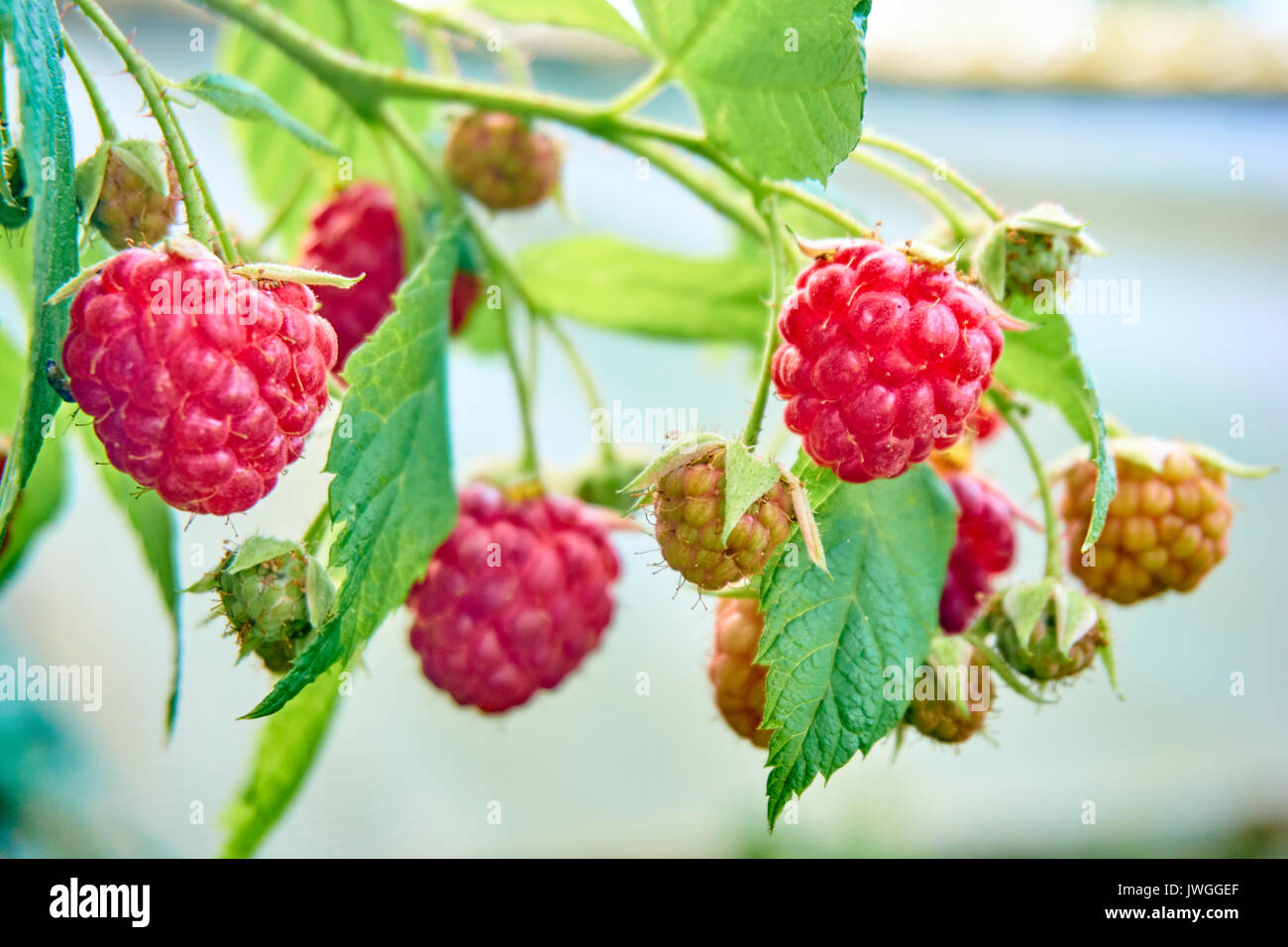 ripe red raspberries on the bush. branch of raspberry Stock Photo - Alamy