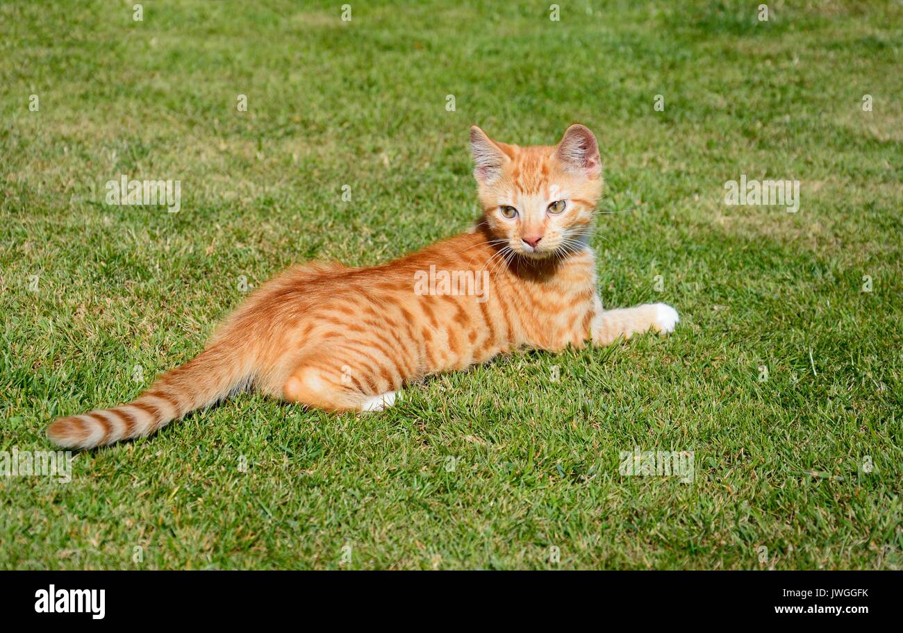 12 week old kittens hi-res stock photography and images - Alamy