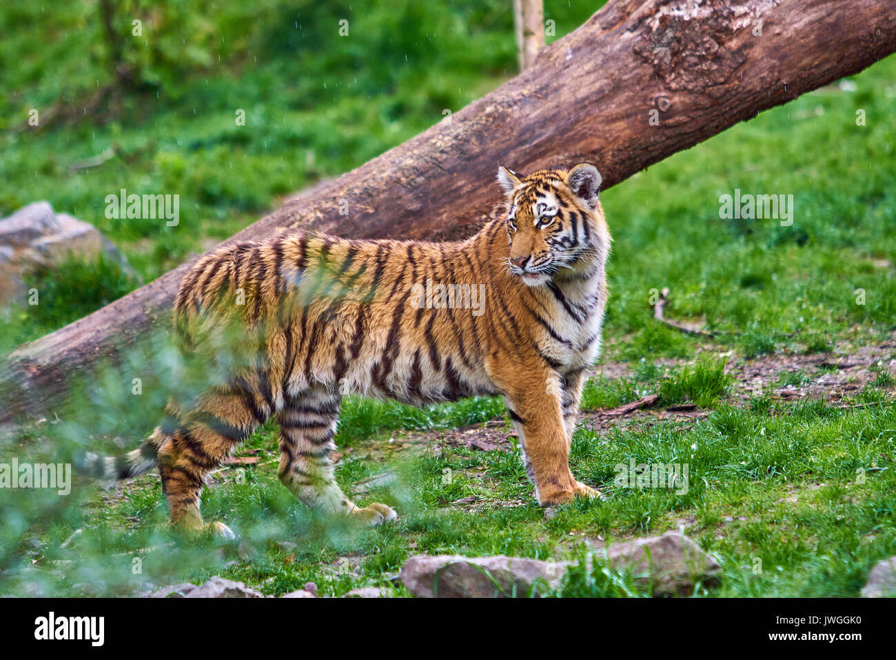 Tiger in forest hi-res stock photography and images - Alamy