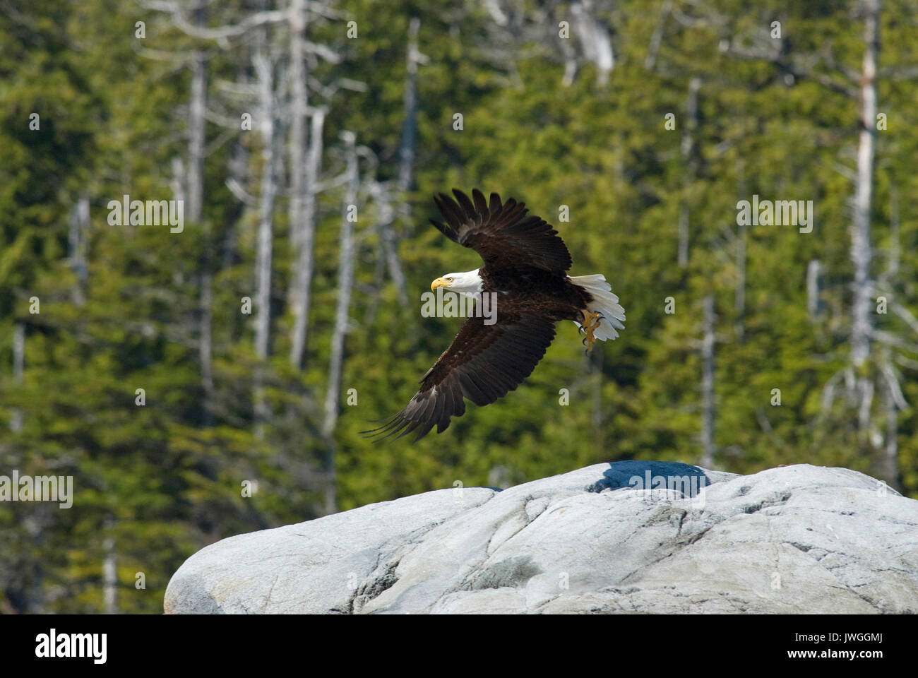 Bald eagle (Haliaeetus leucocephalus) in flight, British Columbia ...