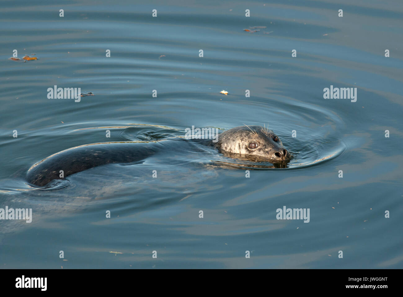 British predators hi-res stock photography and images - Alamy