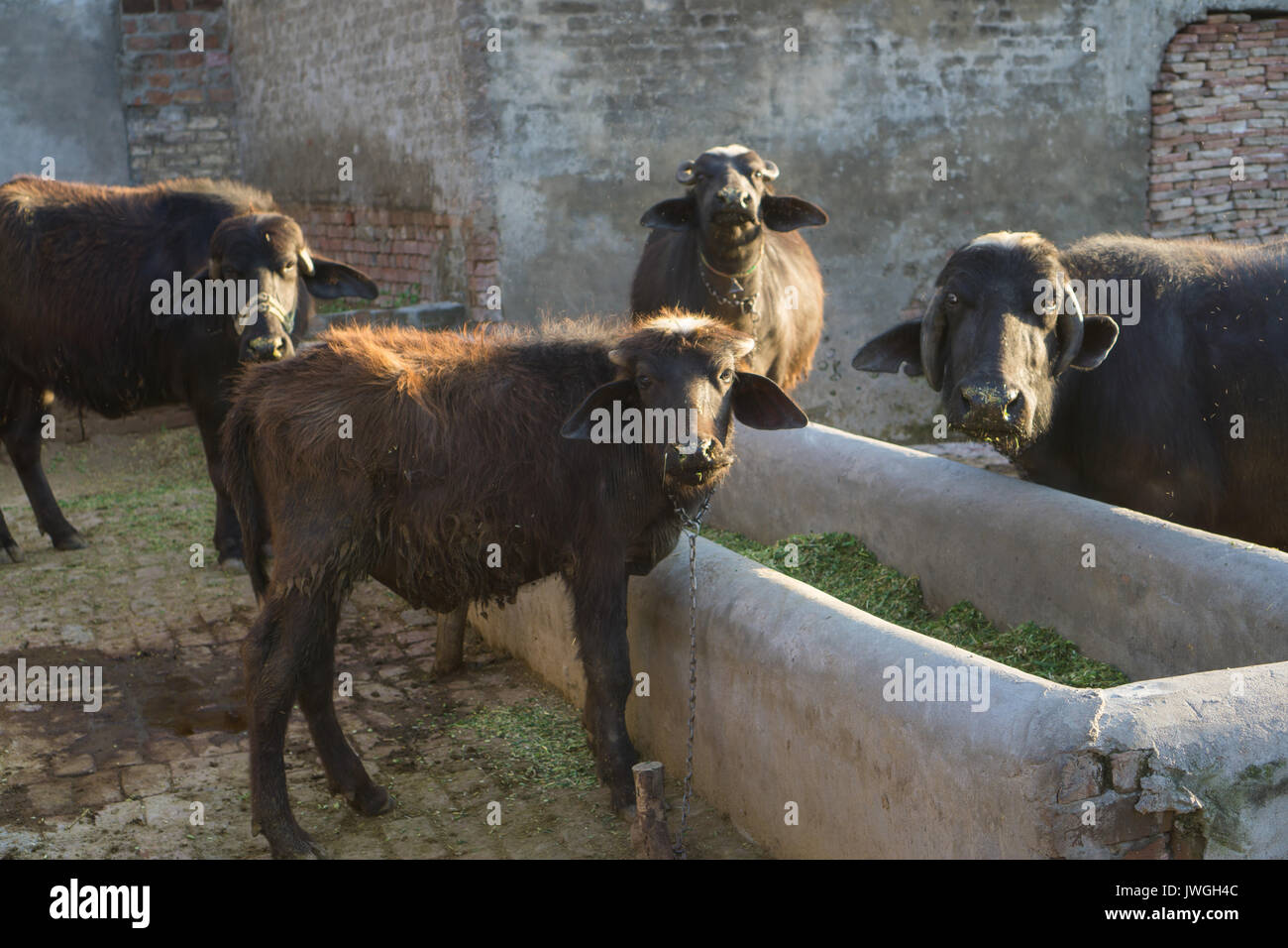 Buffalo farm Kharian village Pakistan Stock Photo - Alamy