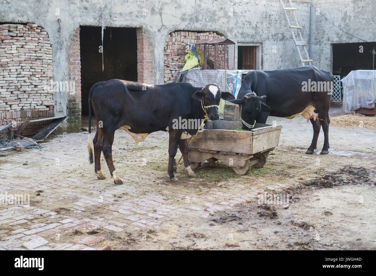 Buffalo farm Kharian village Pakistan Stock Photo, Royalty Free Image ...