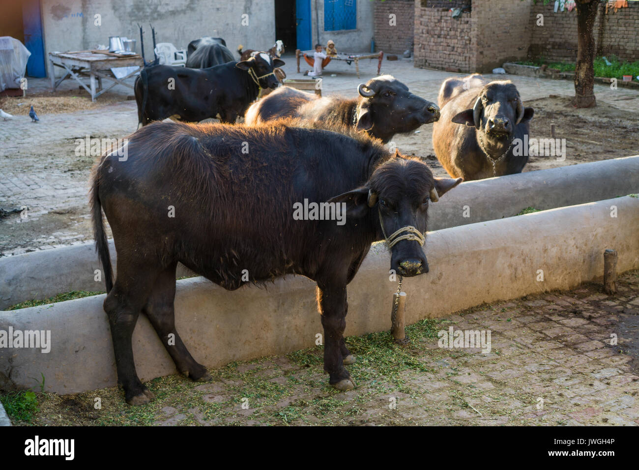 Buffalo farm Kharian village Pakistan Stock Photo - Alamy